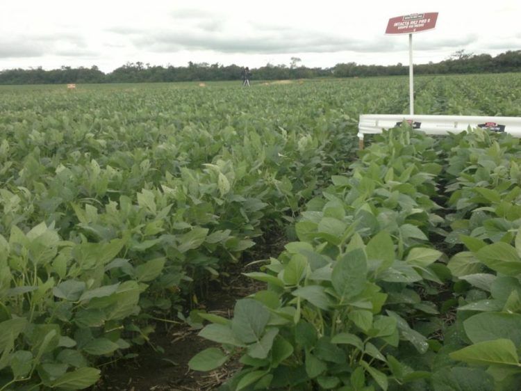 soja transgenica – Bichos de Campo
