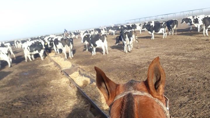 Una radiografía del tambo promedio: Maneja 180 hectáreas, reúne a dos ...