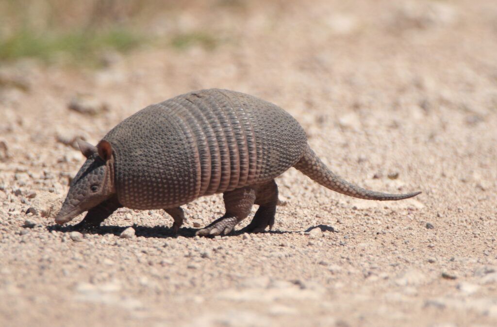 Agustín Abba nos revela el gran enigma de los silobolsas: ¿Fueron los ...