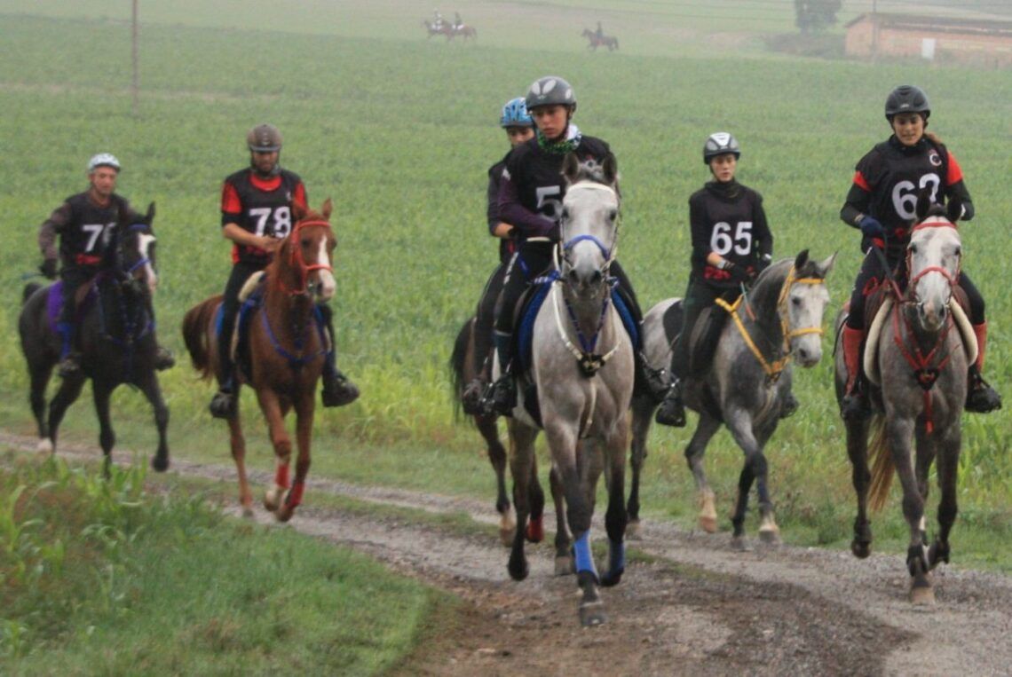 La historia de Cruzado: El caballo argentino que hizo capote en el ...