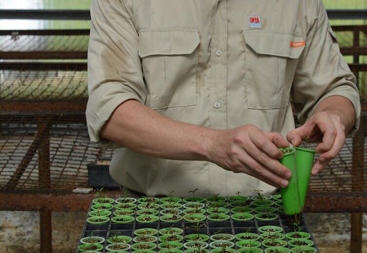 Un consejo del INTA a los viveros forestales: peletizar las semillas de ...