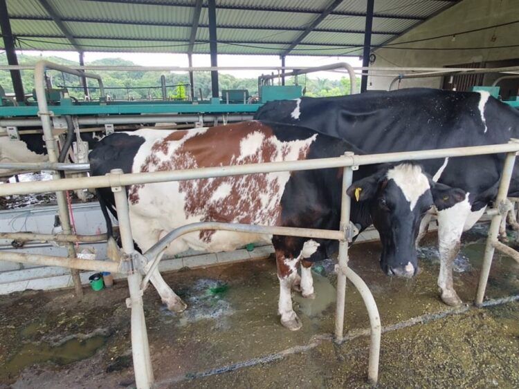 La historia detrás de la foto: ¿Es un montaje esta insólita vaca ...