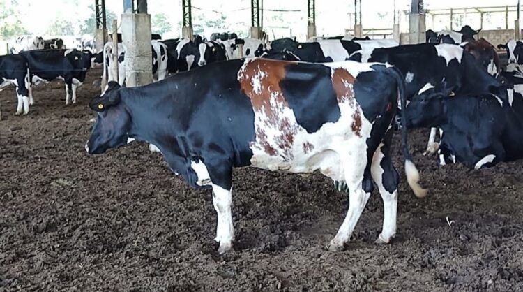 vaca de colores | Bichos de Campo