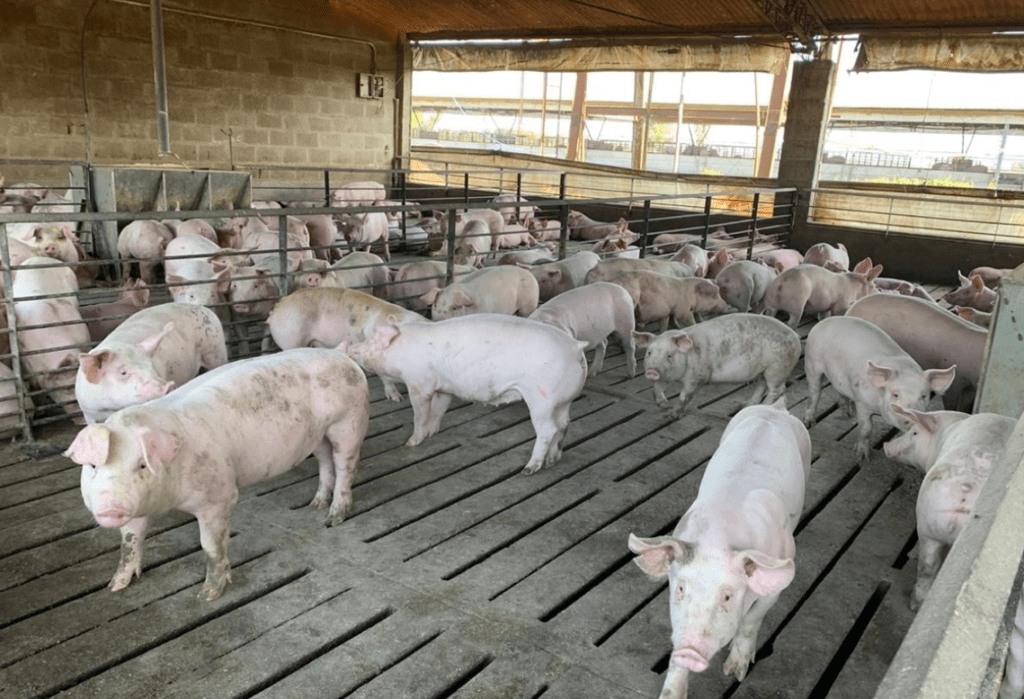 ¿Cómo funciona un biodigestor? Estudiante de ingeniería, Ornela Lacelli supervisa el proceso que ...