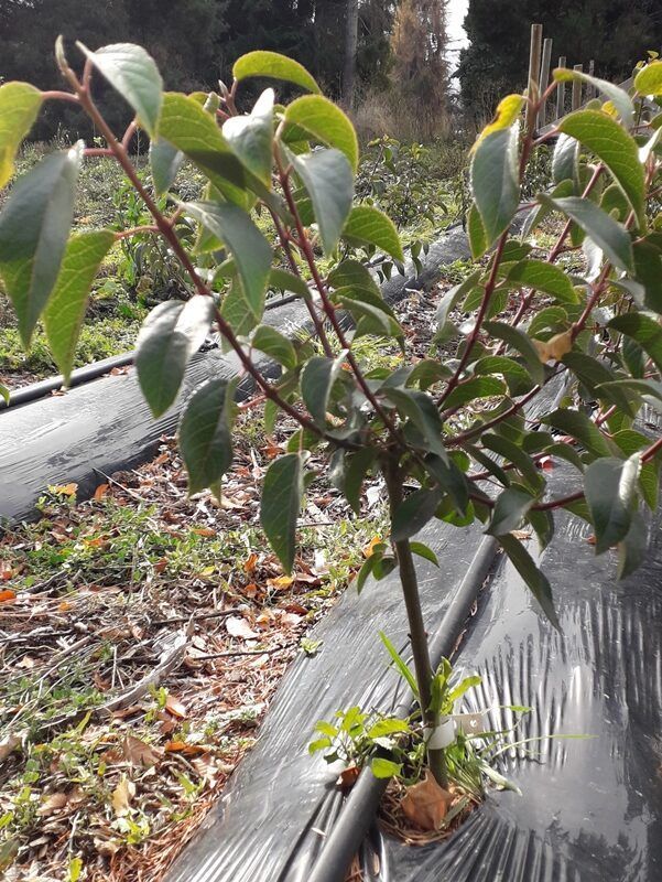 ¿Qué es el maqui? Un fruto silvestre originario de la Patagonia que el ...