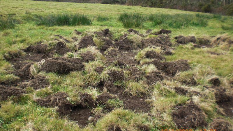 Que Disney no te confunda: Te mostramos la verdadera cara del chancho ...