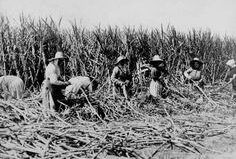 e6a80e090388825315ae4e2693737351--louisiana-colonial | Bichos de Campo