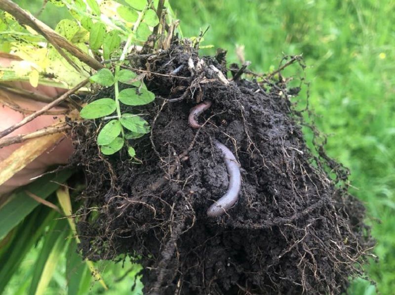 El INTA Barrow canta vale cuatro: Tras diez años de ensayos reafirma ...