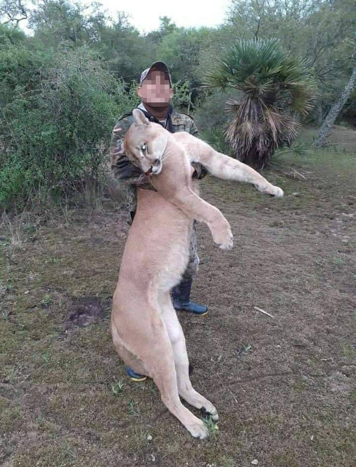 Hoy es el Día Internacional del Puma: En la Argentina se sigue matando ...