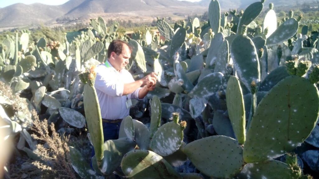 La Argentina tuneada: Un productor y una investigadora nos cuentan todo ...