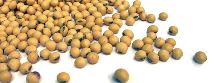 soja rr | Bichos de Campo