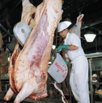 media res cortando | Bichos de Campo