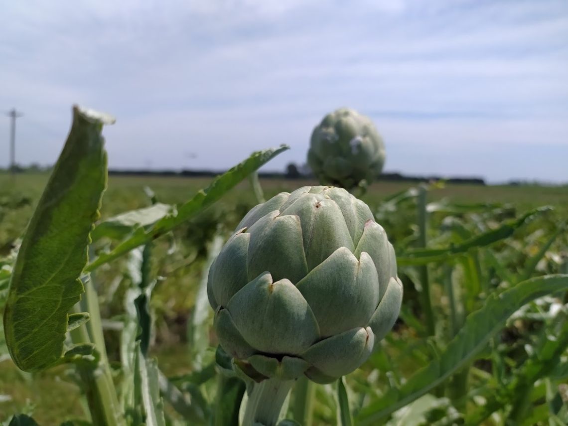 Hay que ponerle corazón para producir corazones más grandes: El ...