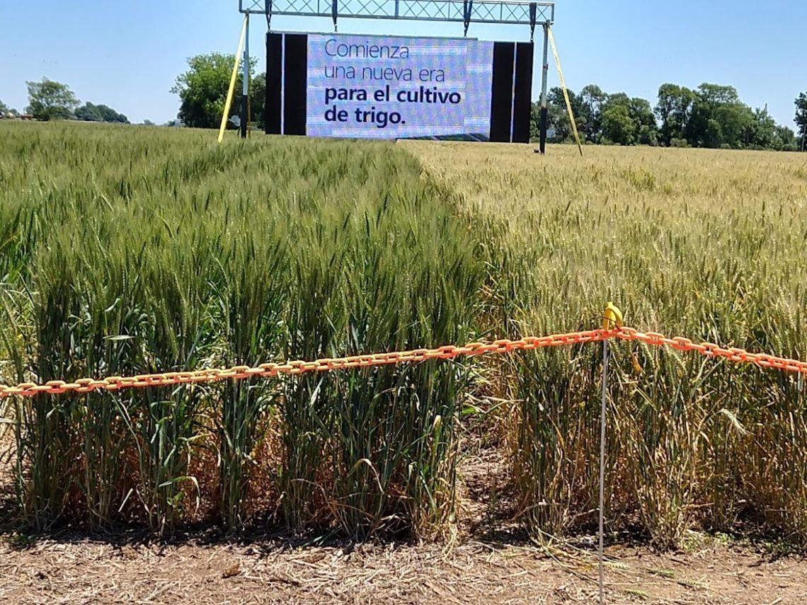 Los argentinos estamos comiendo el trigo HB4: Bioceres reconoció que ya ...