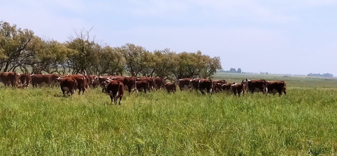 Enrique Landa aplica el pastoreo racional desde hace décadas y lo mide ...