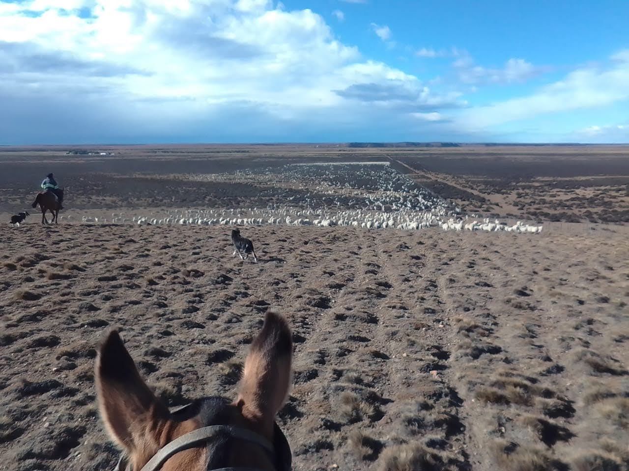Pablo Guajardo ama el trabajo rural y decidió ser tropero en las ...