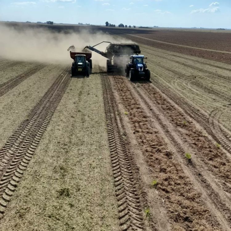 cosecha de maní | Bichos de Campo