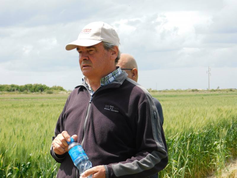 La cebada brindará refugio a quienes escapen del trigo en la campaña ...