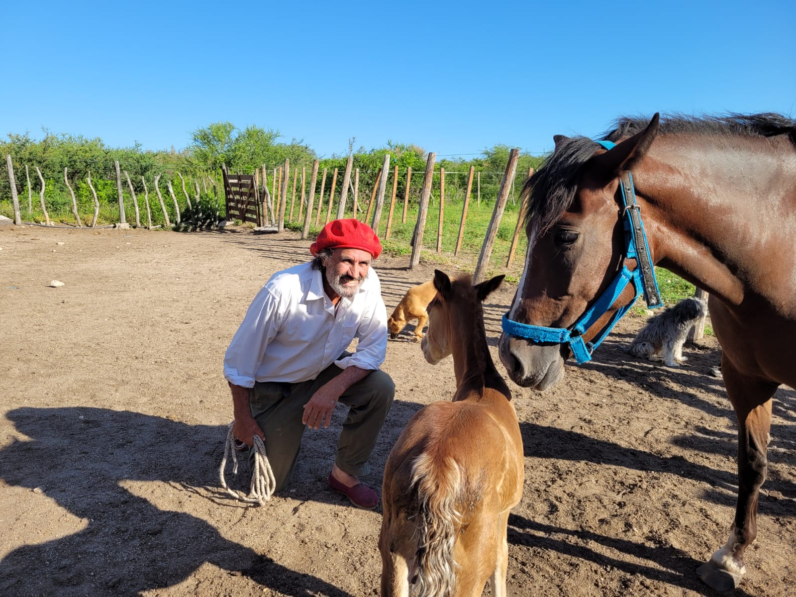 El terapeuta de caballos: Diego D'Angelo creó un método para "hablar ...