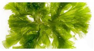 Mamá, este pollo tiene gusto a pescado... Callate nené y comé, son ...