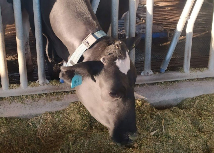 El productor Martín Bono maneja "el Disney" de los tambos: "Mis amigos ...