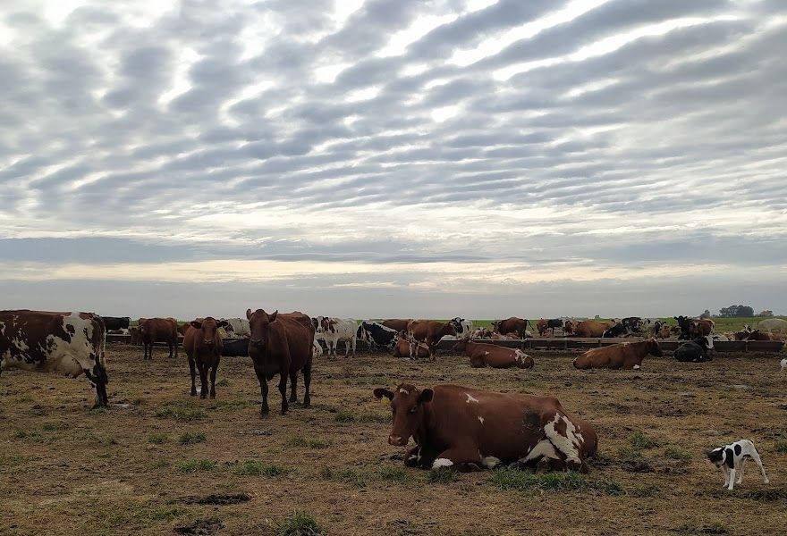 Entre suecas se entienden: Hace 35 años, Elisabeth Avendaño introdujo ...