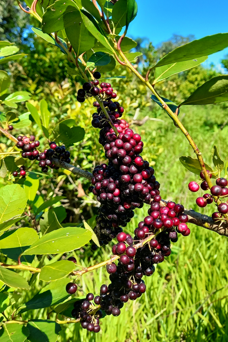 Fruto de yerba mate (1) - Damián Lozano | Bichos de Campo