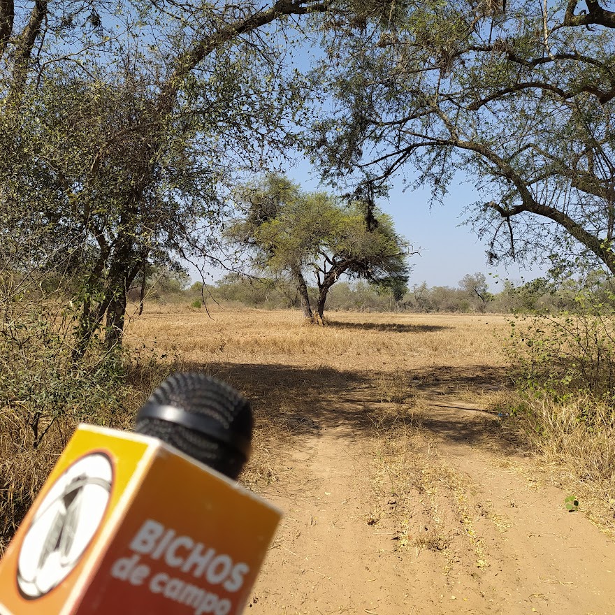 Conversaciones con Alejandro Brown, el ambientalista argentino que ...