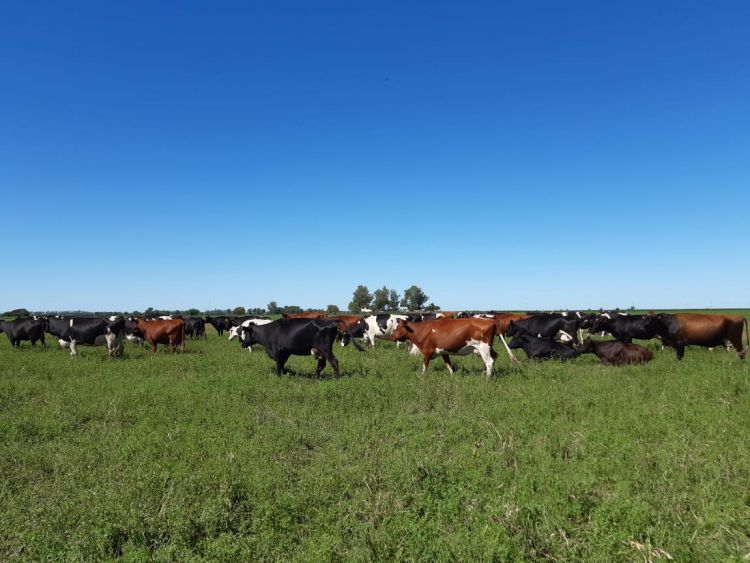 Rodeo vaca ordeñe | Bichos de Campo