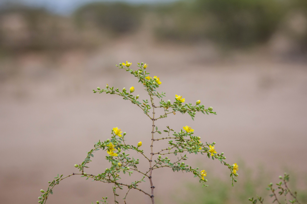 Con jarilla recolectada en La Rioja, y cuidando la supervivencia de ese ...