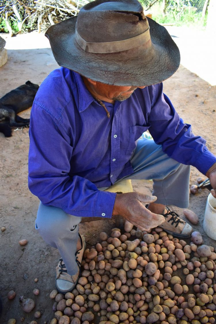 Papines | Bichos de Campo