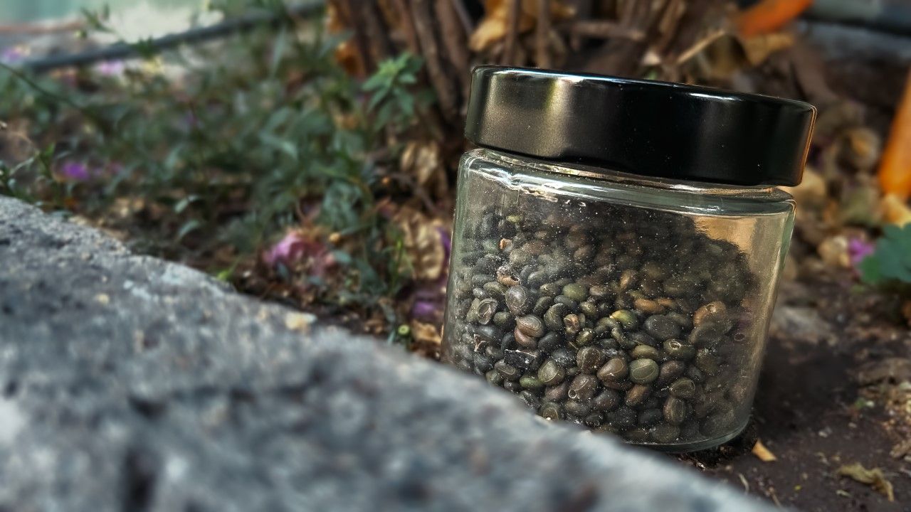 ¿Hacer pan con harina del espinillo? En Chile ya hay una empresa que ...