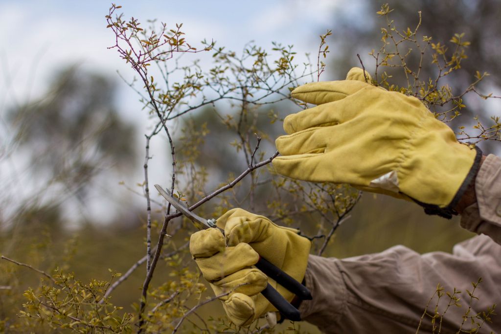 Con jarilla recolectada en La Rioja, y cuidando la supervivencia de ese ...