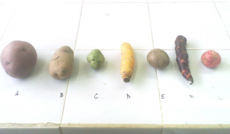 Papitas – Bichos de Campo