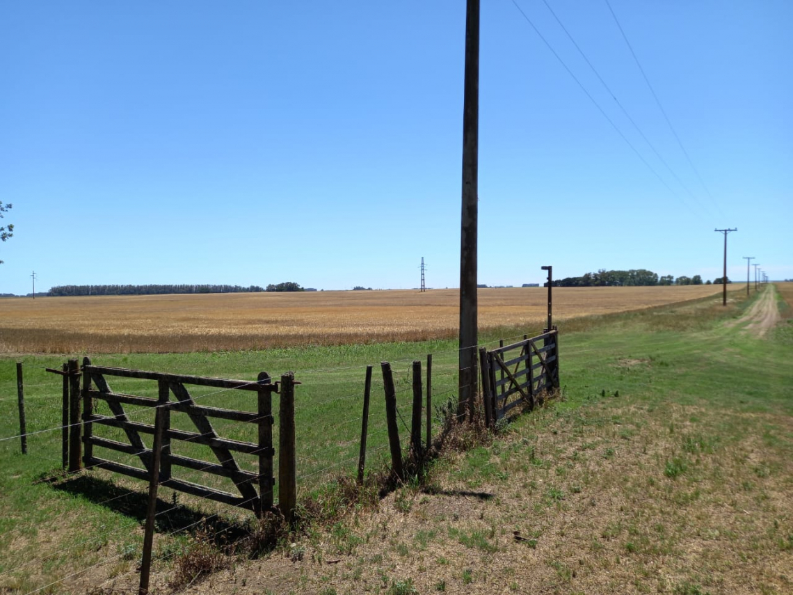 Los vikingos de Necochea: Integrante de la colectividad danesa, Diego Andersen aplica una ...