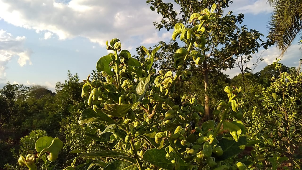 El rulo siempre vuelve: Los yerbateros de Misiones alertaron por ...