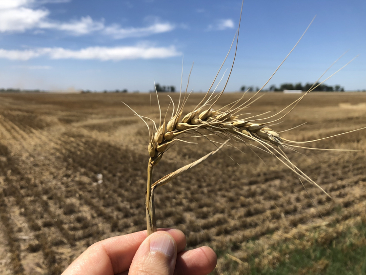 reigo | Bichos de Campo