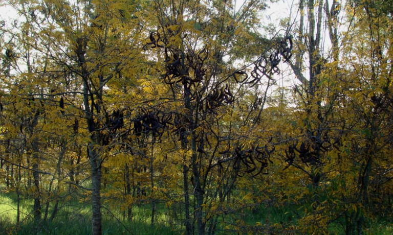 “Una máquina de germinar”: La Acacia Negra se transformó en un ...