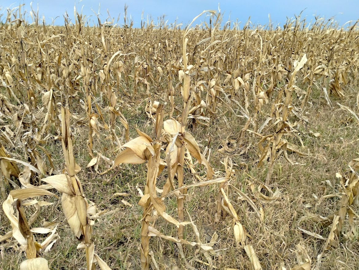 maizal en los conquistadores | Bichos de Campo