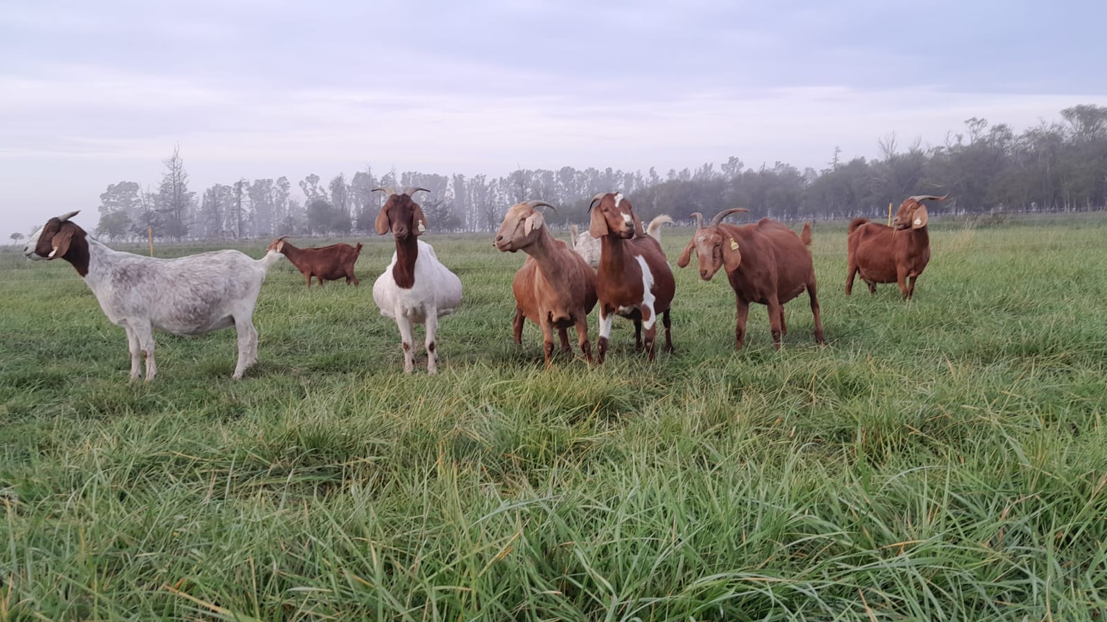Cabras (1) | Bichos de Campo