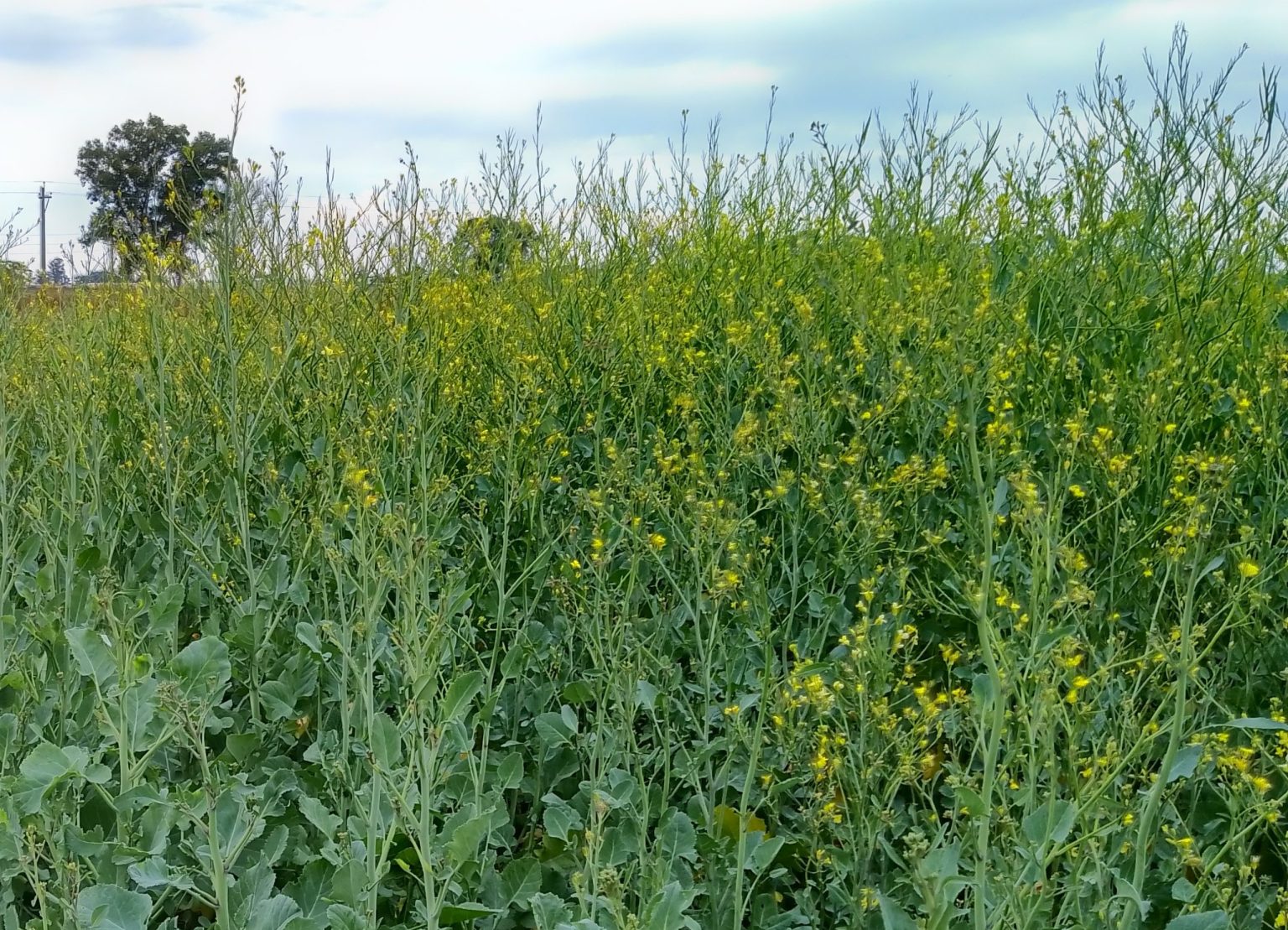 La aviación ya se decidió por la Carinata como biocombustible y por eso ...