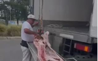 media res | Bichos de Campo