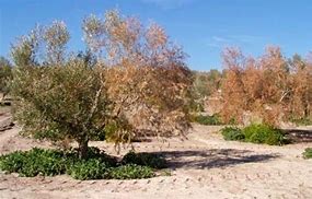 OIP (6) | Bichos de Campo