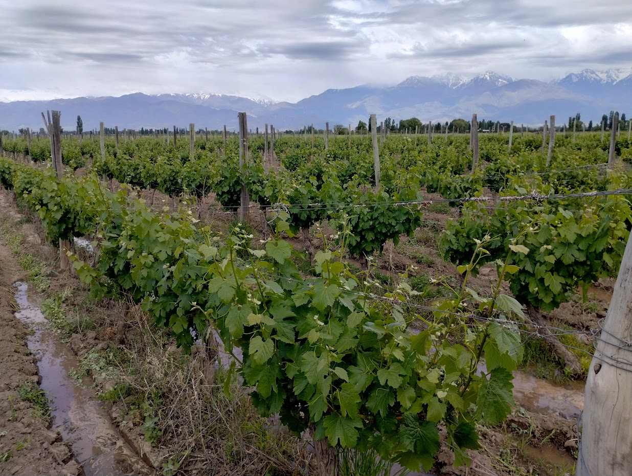 parales | Bichos de Campo