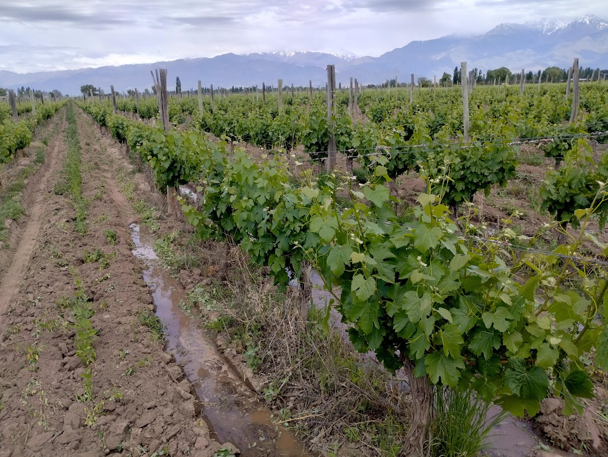 parrales de valle de uco | Bichos de Campo