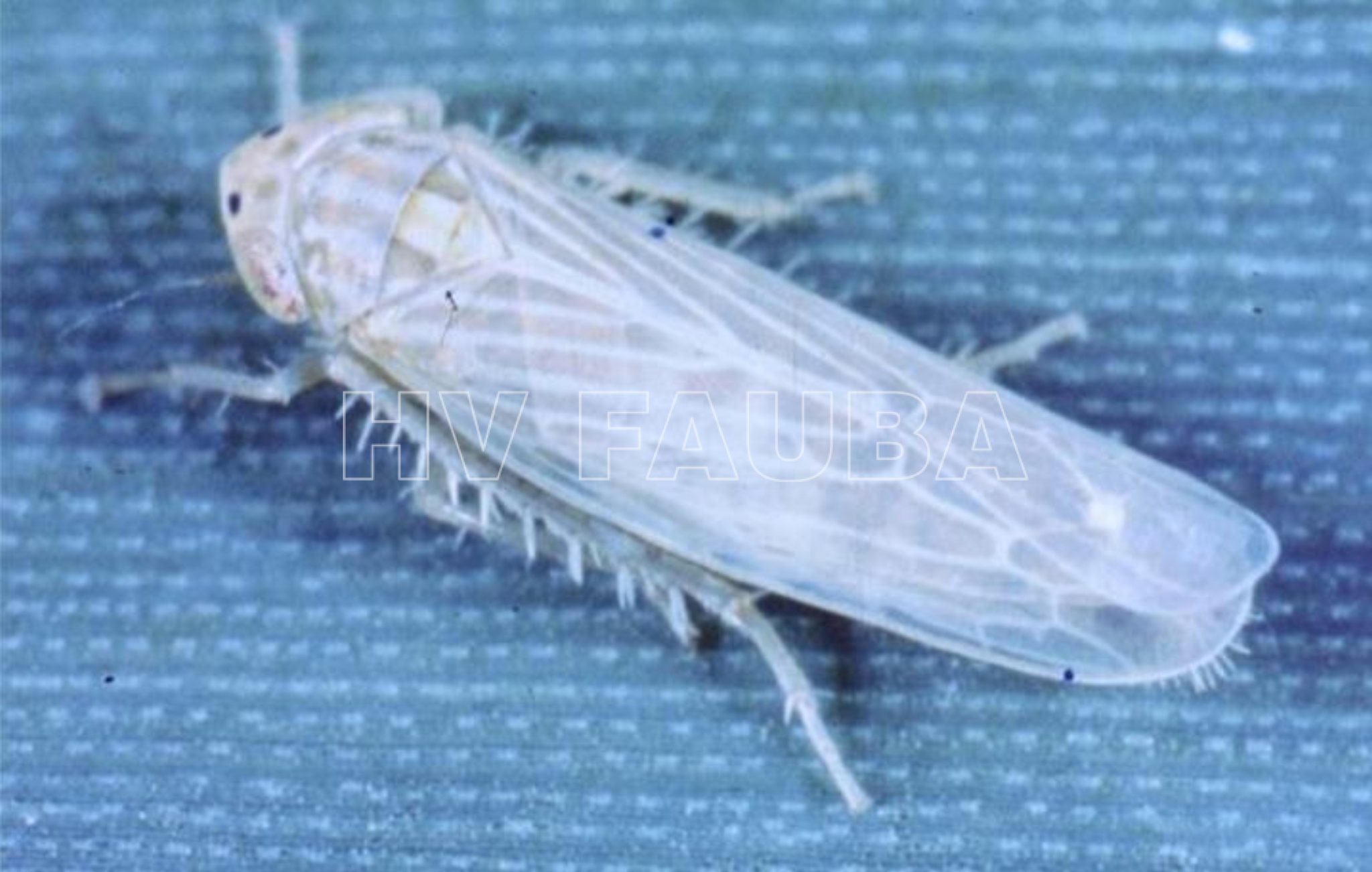 Consejos del INTA para enfrentar a la chicharrita que se desmadró ...