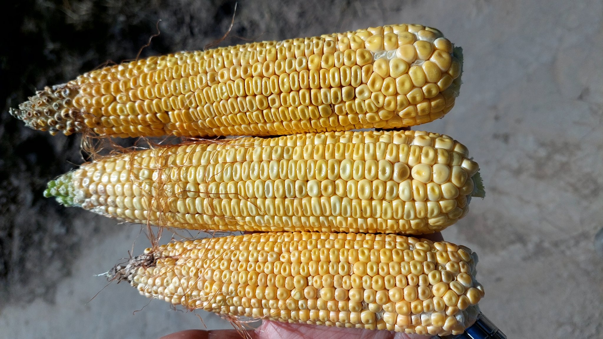 chicharrita maíces | Bichos de Campo