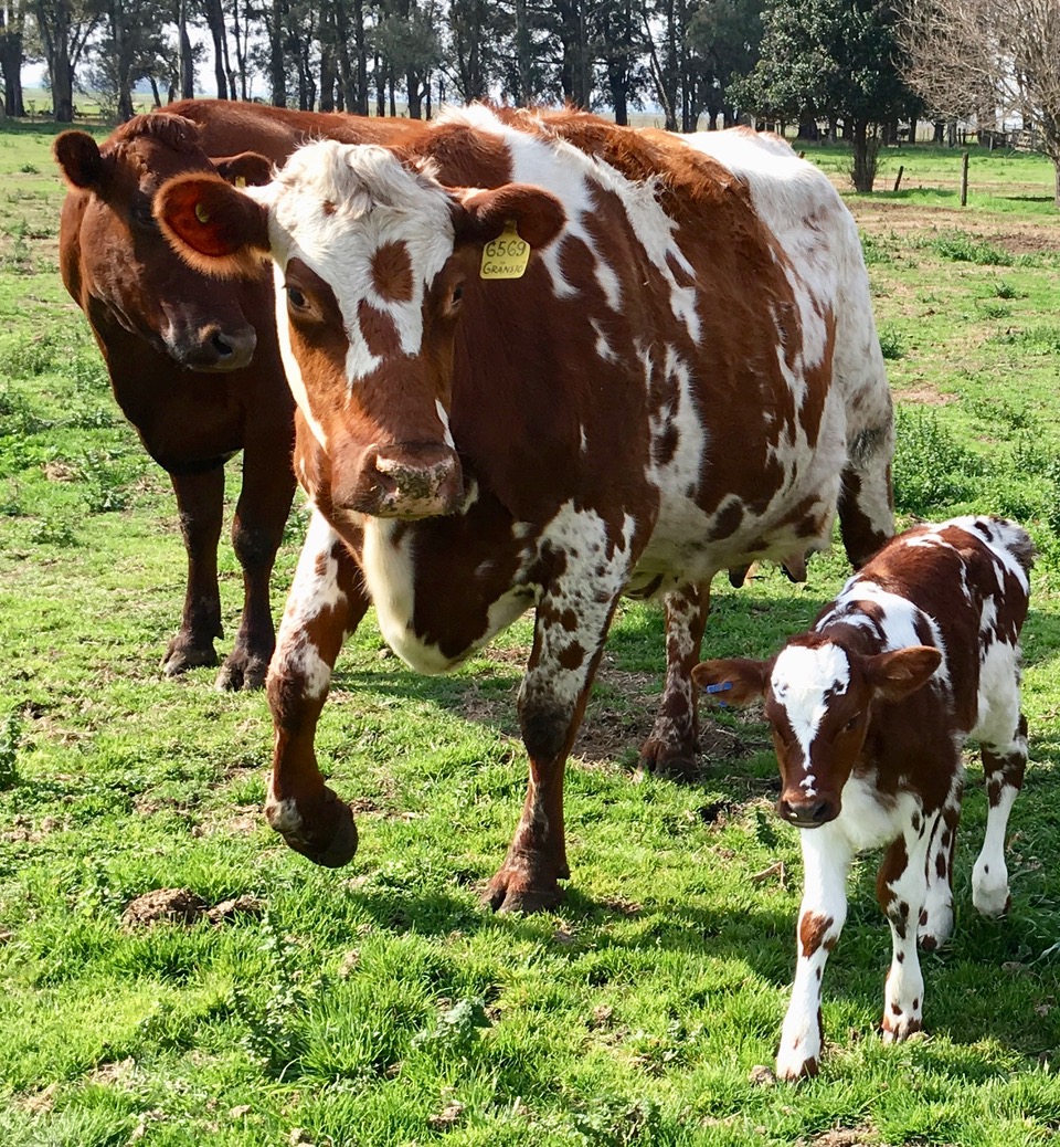 Vaca Sueca Roja 3 (1) | Bichos de Campo