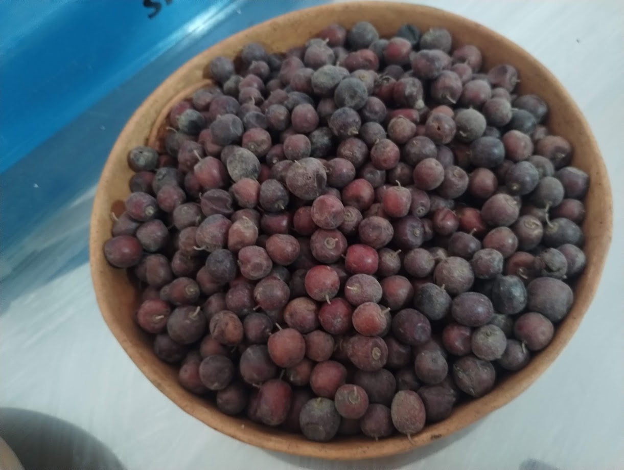 mistol | Bichos de Campo