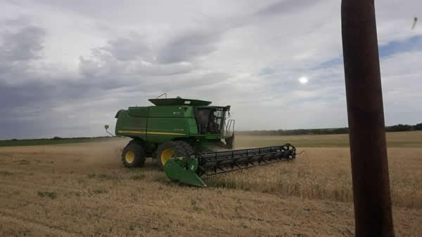 secha de soja 2 | Bichos de Campo